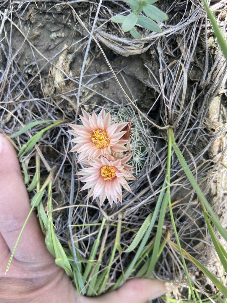 Missouri Foxtail Cactus from Winnett, MT, US on June 8, 2022 at 12:40 ...