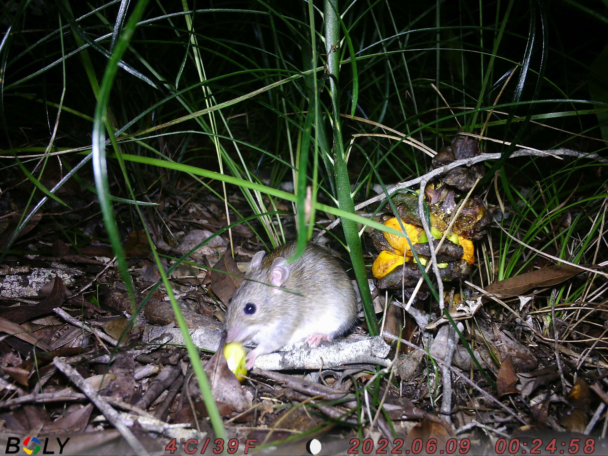 Rattus tunneyi (Thomas, 1904)