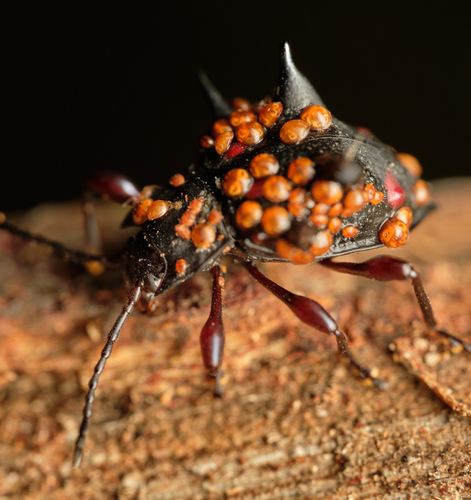 Cacodaemon borneensis · iNaturalist