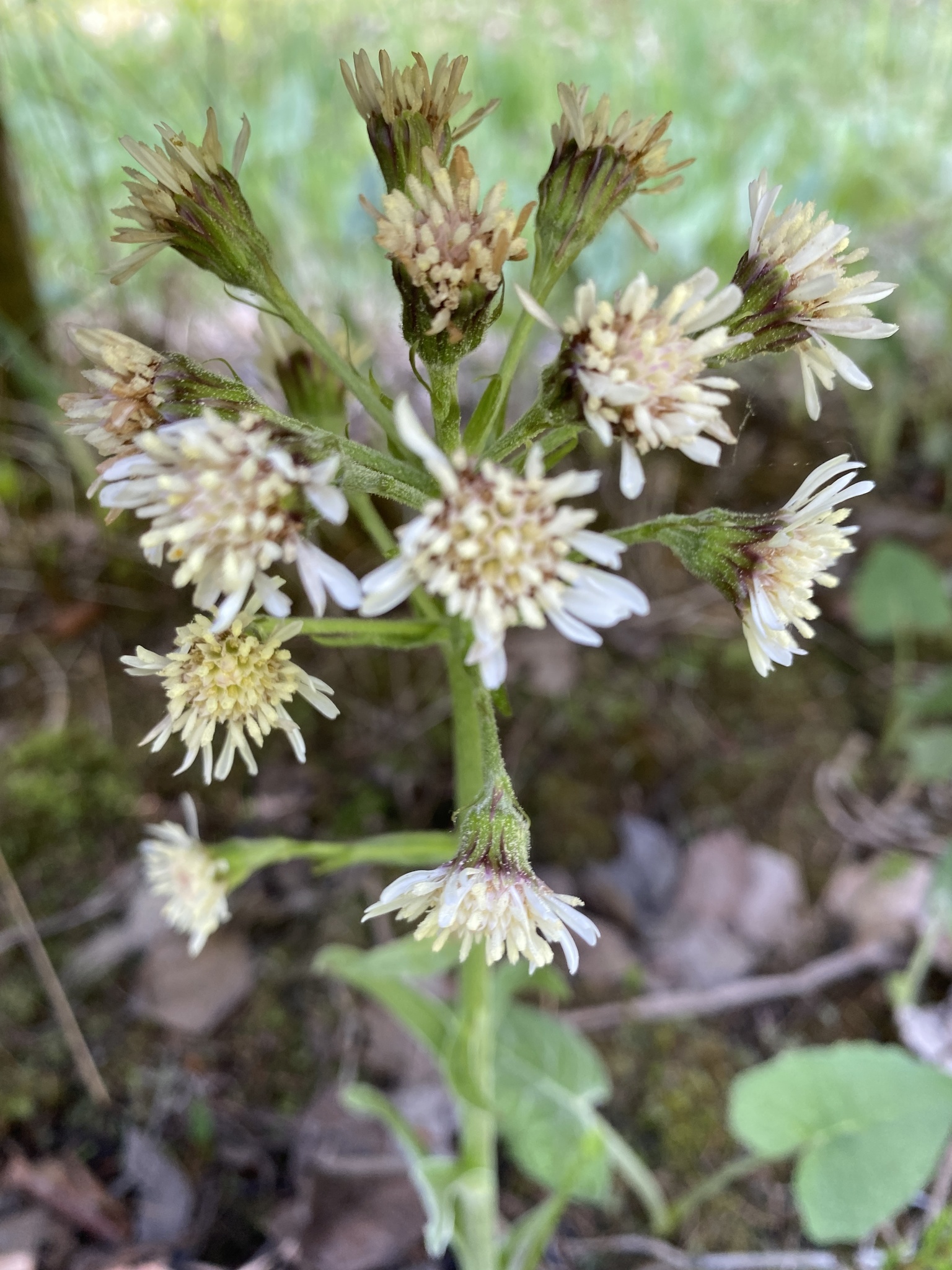 Petasites frigidus var. sagittatus (Banks ex Pursh) Chern.