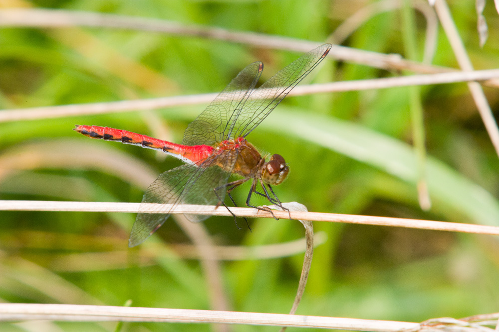 Sympetrum rubicundulum (Ruby Meadowhawk) (Dragonflies and Damselflies ...