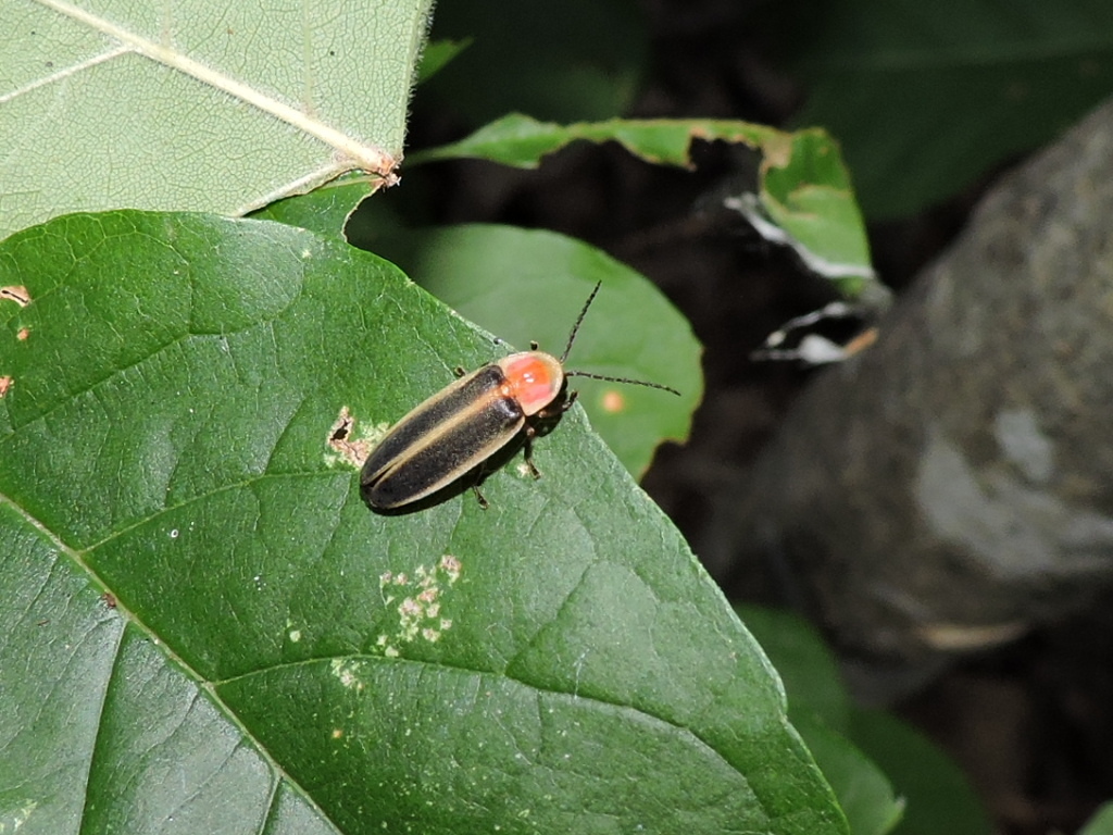 Two-step flasher firefly in June 2015 by Sam Kieschnick · iNaturalist