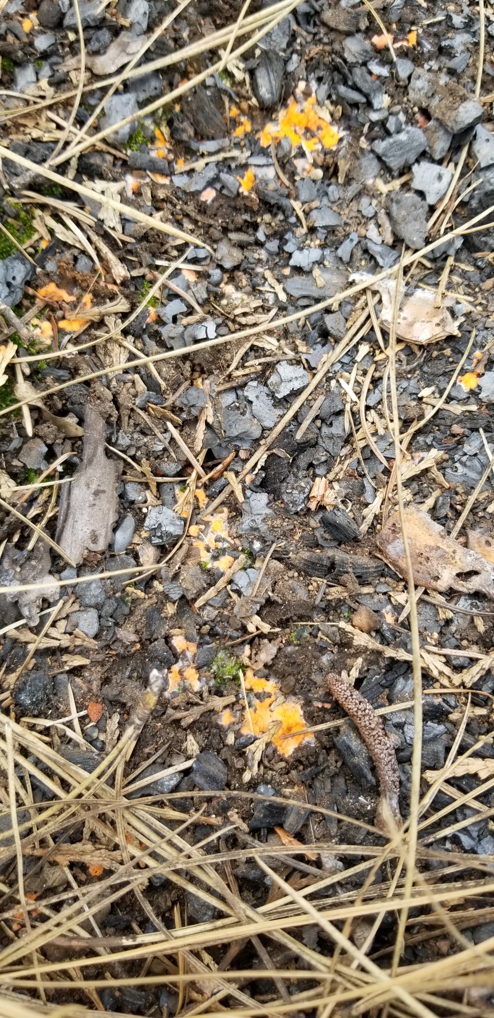 Pyronema Carus, 1834