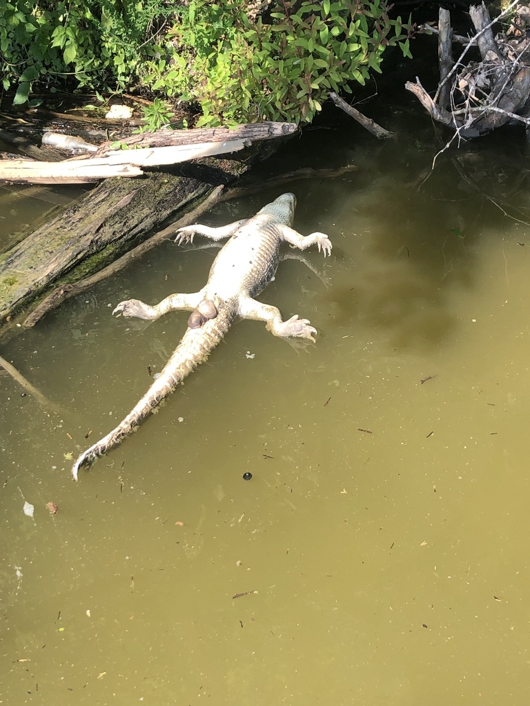 American Alligator from Columbus Lake, Columbus, MS, US on June 7, 2022 ...