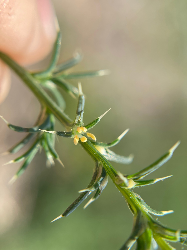 Tumbleweed from Santa Ana River Wildlife Management Area, Jurupa Valley ...