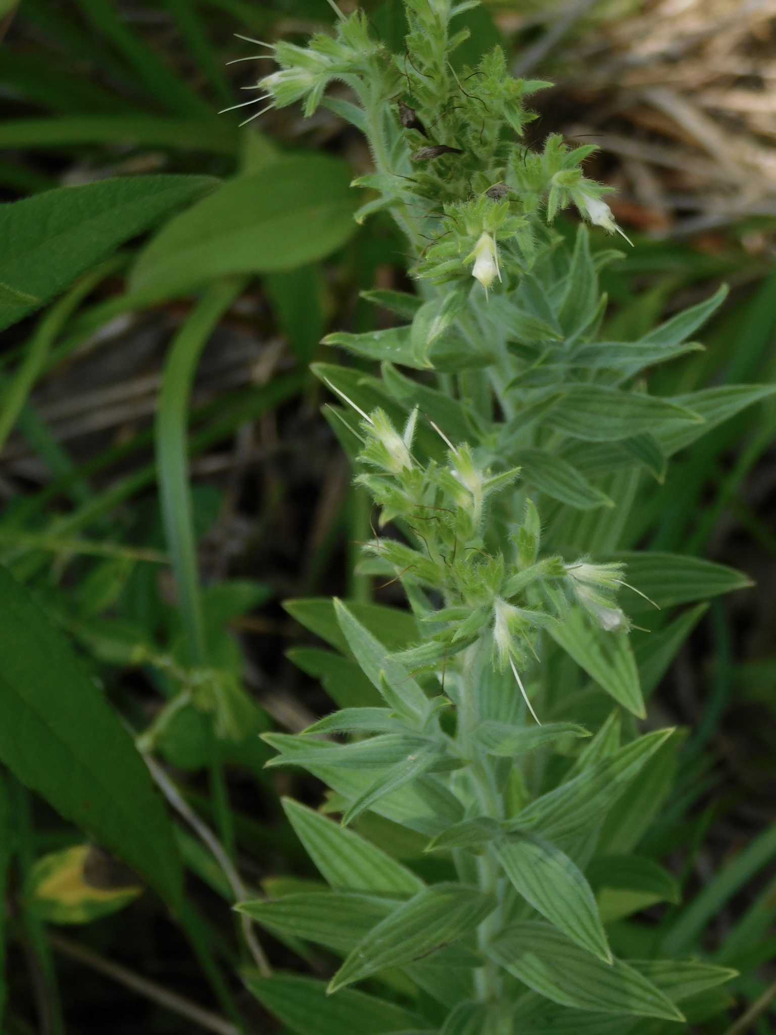 Lithospermum parviflorum Weakley, Witsell & D.Estes