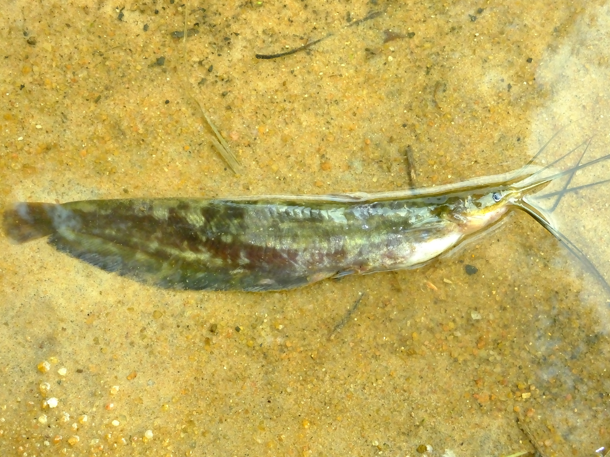 Asian Stinging Catfish