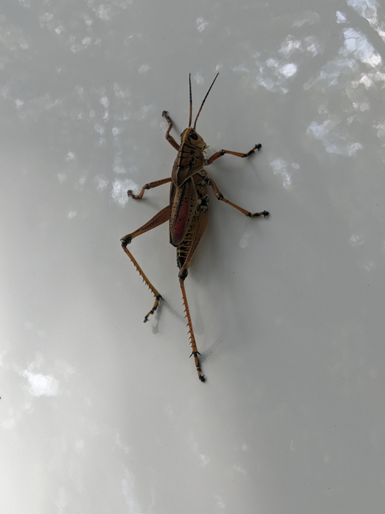 Eastern Lubber Grasshopper from St. Petersburg, FL 33702, USA on June ...