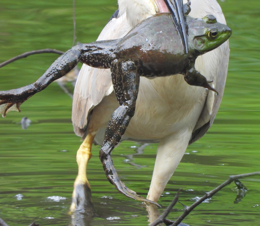 American Bullfrog from Silver Spring, MD, USA on June 8, 2022 at 08:25 ...