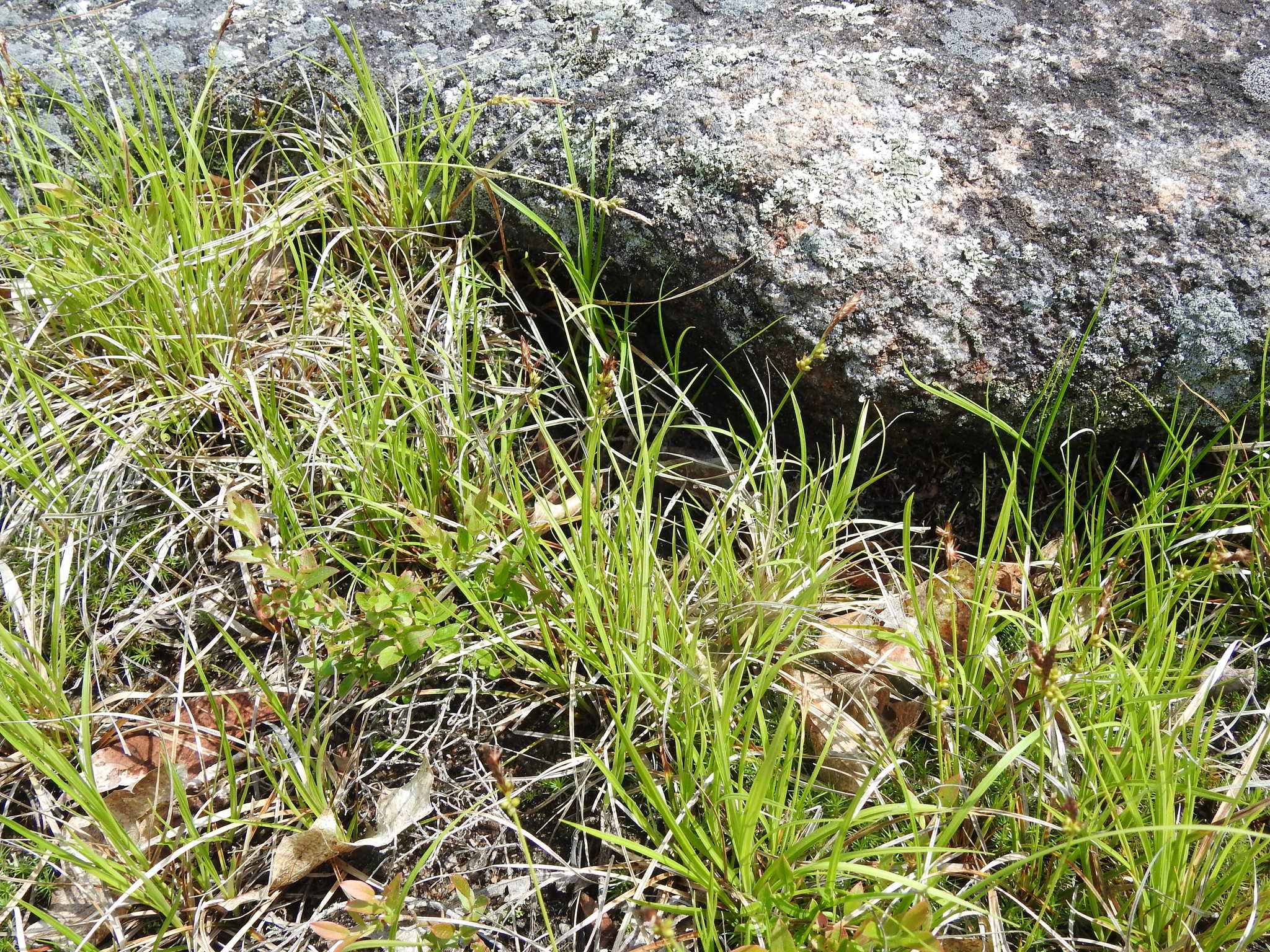 Carex lucorum Willd.