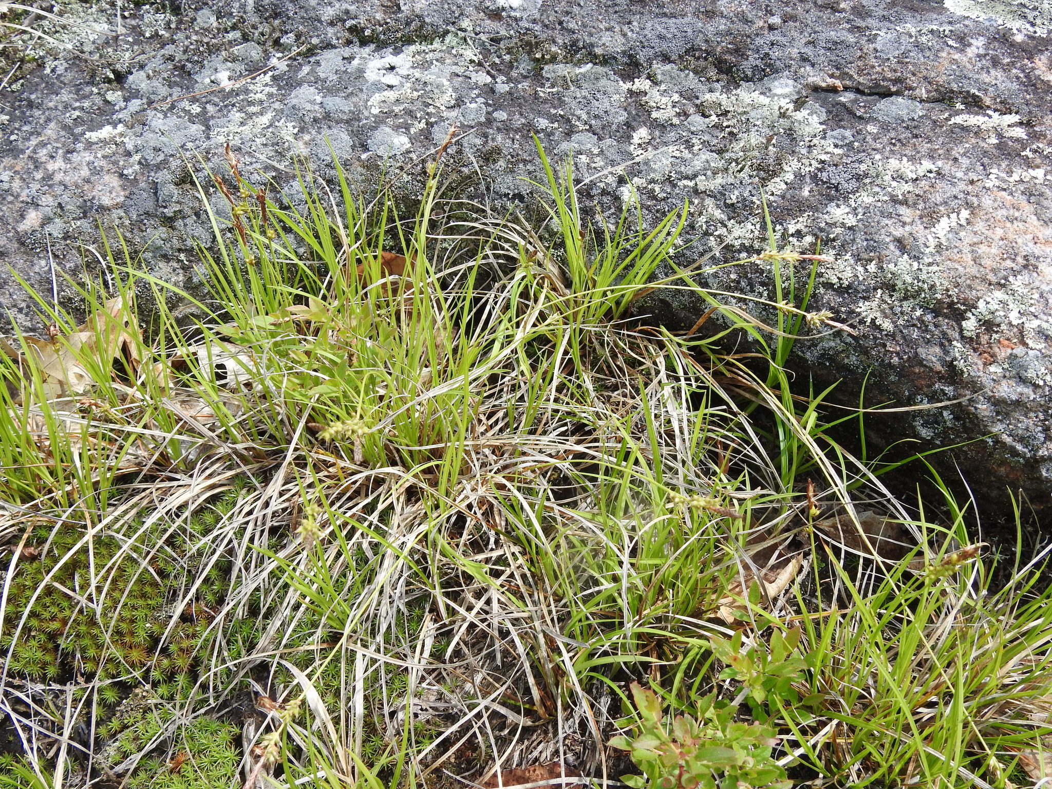 Carex lucorum Willd.