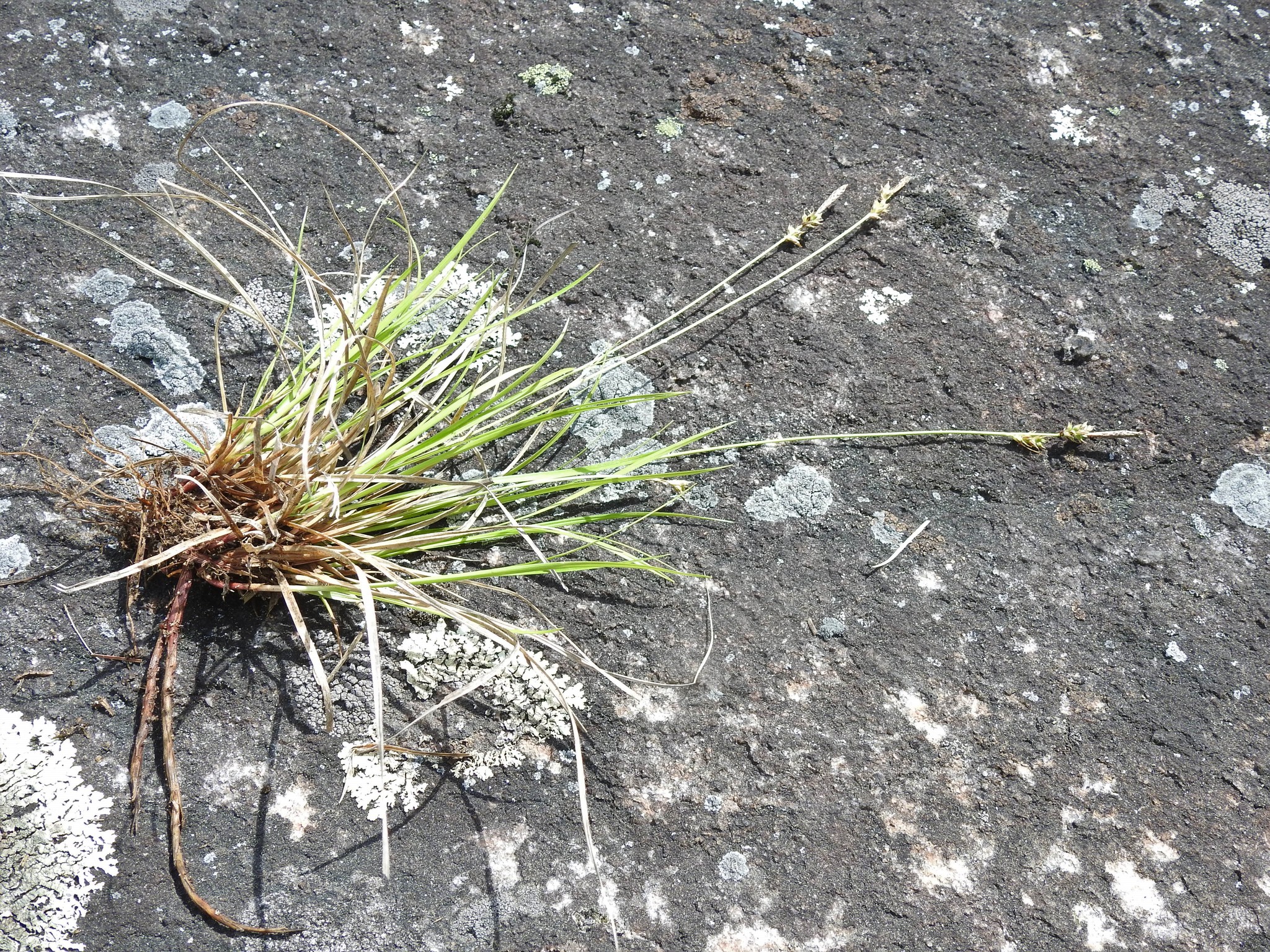 Carex lucorum Willd.