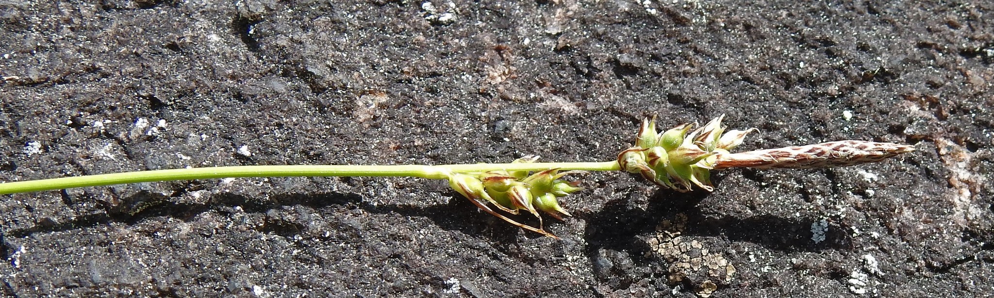 Carex lucorum Willd.