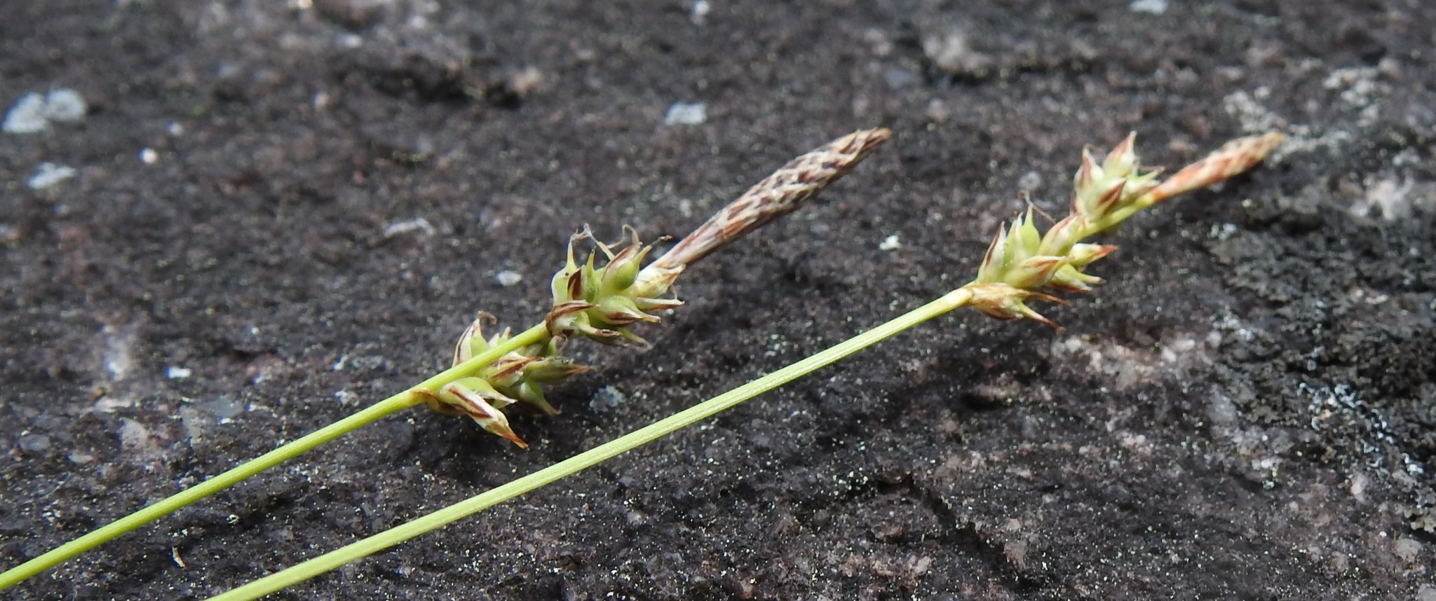 Carex lucorum Willd.