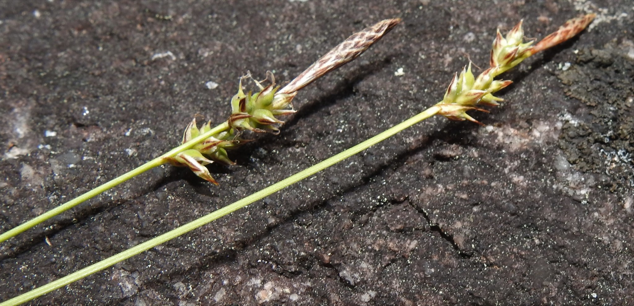 Carex lucorum Willd.
