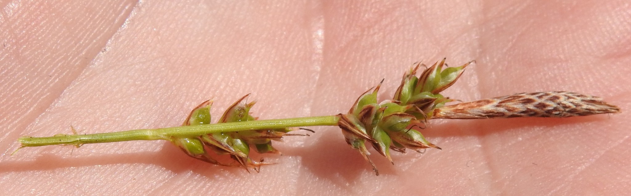 Carex lucorum Willd.