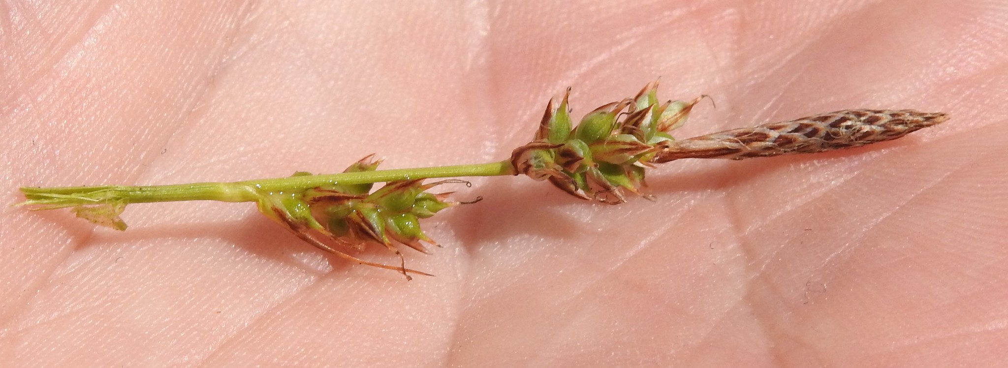 Carex lucorum Willd.