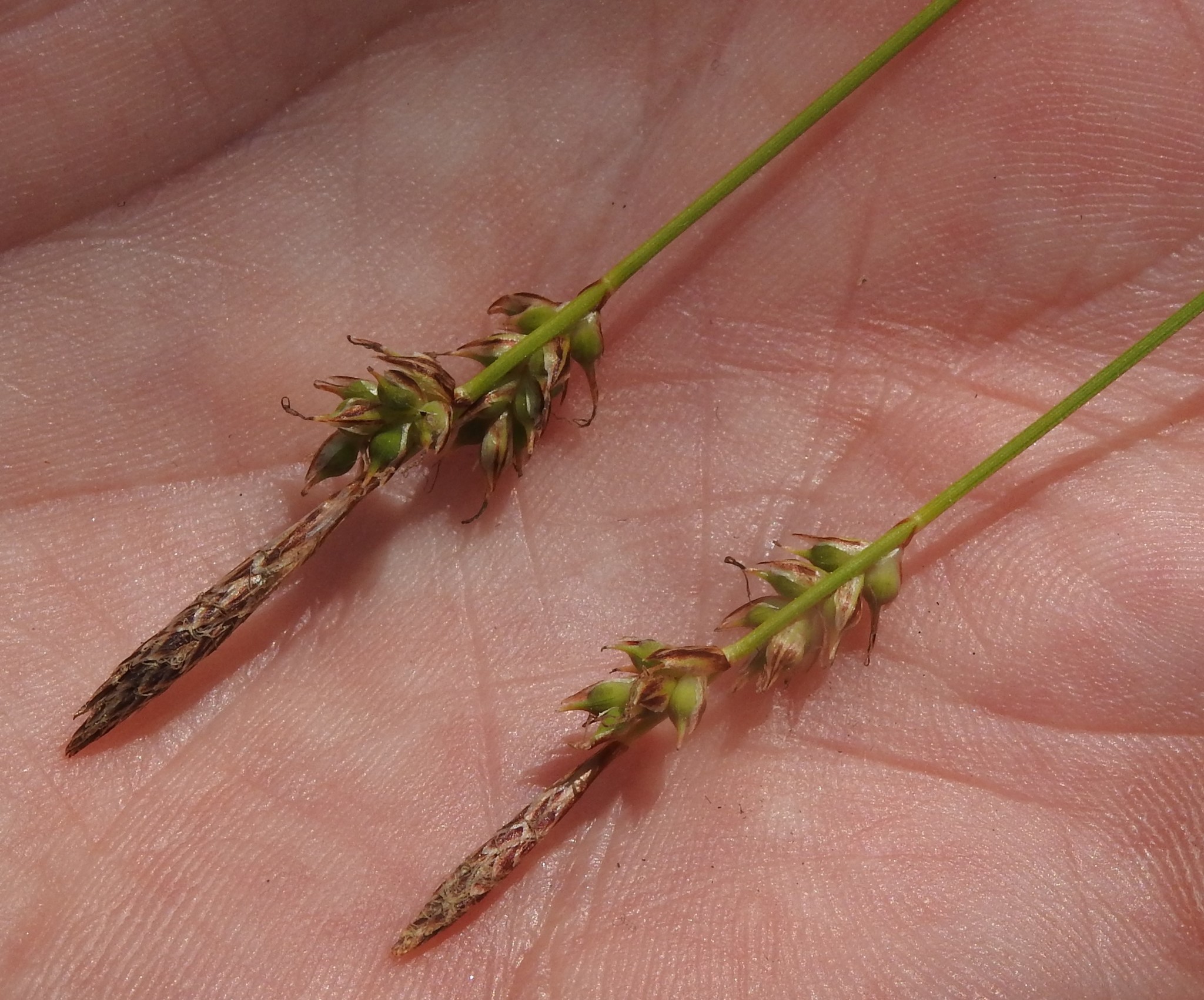 Carex lucorum Willd.