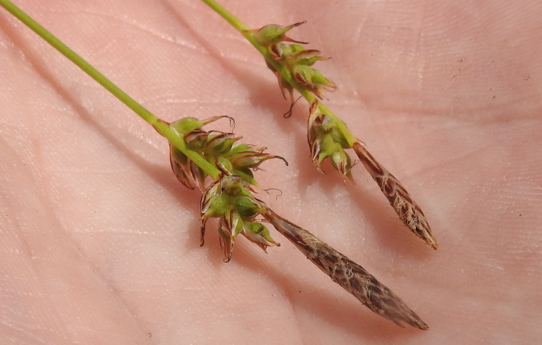 Carex lucorum Willd.