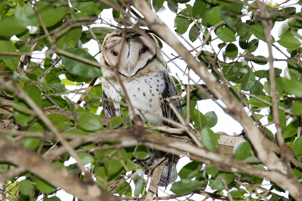 Australian Masked-Owl from Brisbane QLD, Australia on August 19, 2016 ...