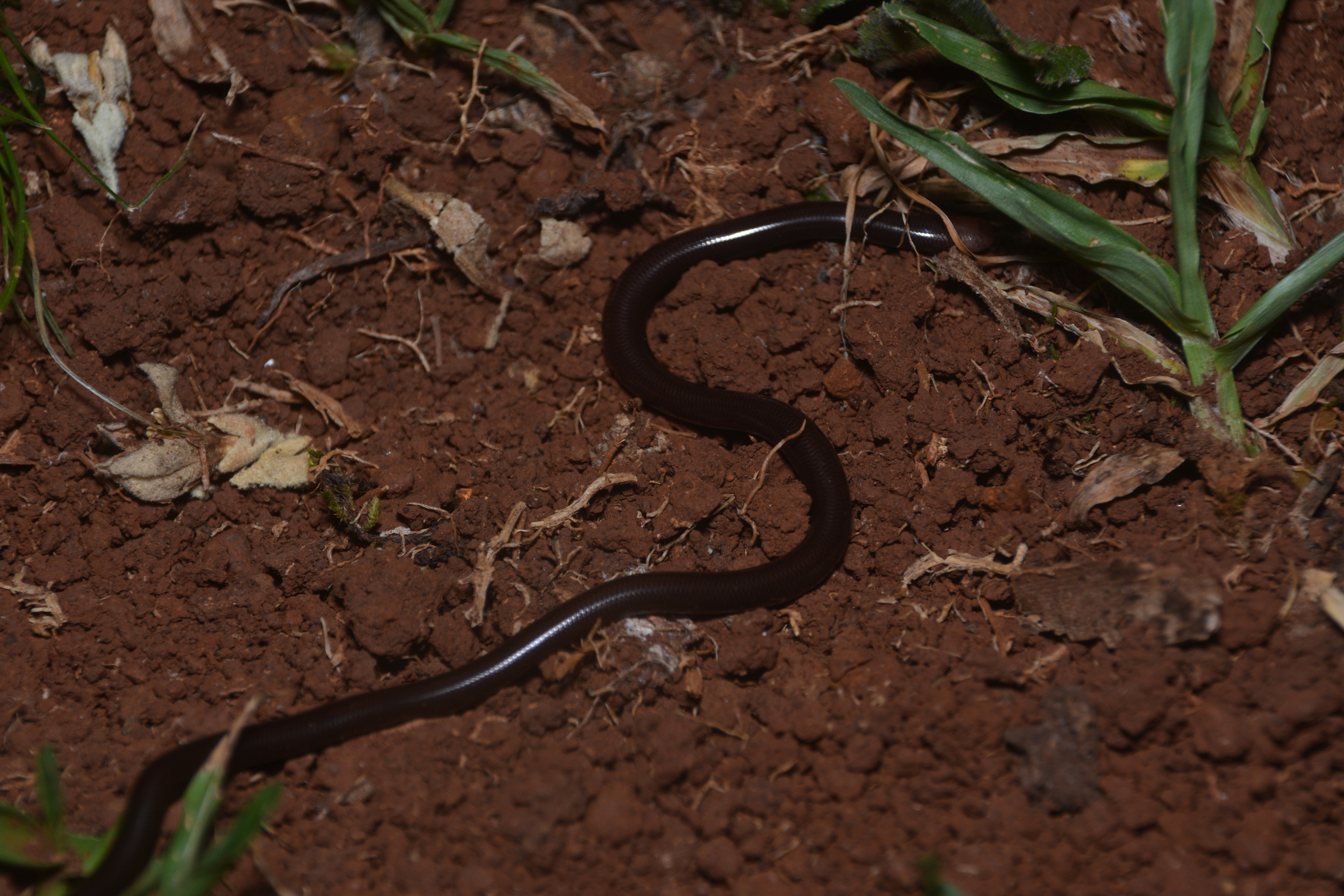 10 Snakes That Dine On Ants – Snake Radar