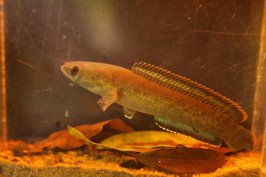 Kelaart's Dwarf Snakehead (Channa kelaartii) - Marine Life Identification