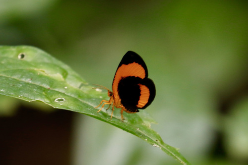 Callidula fasciata · NaturaLista Colombia