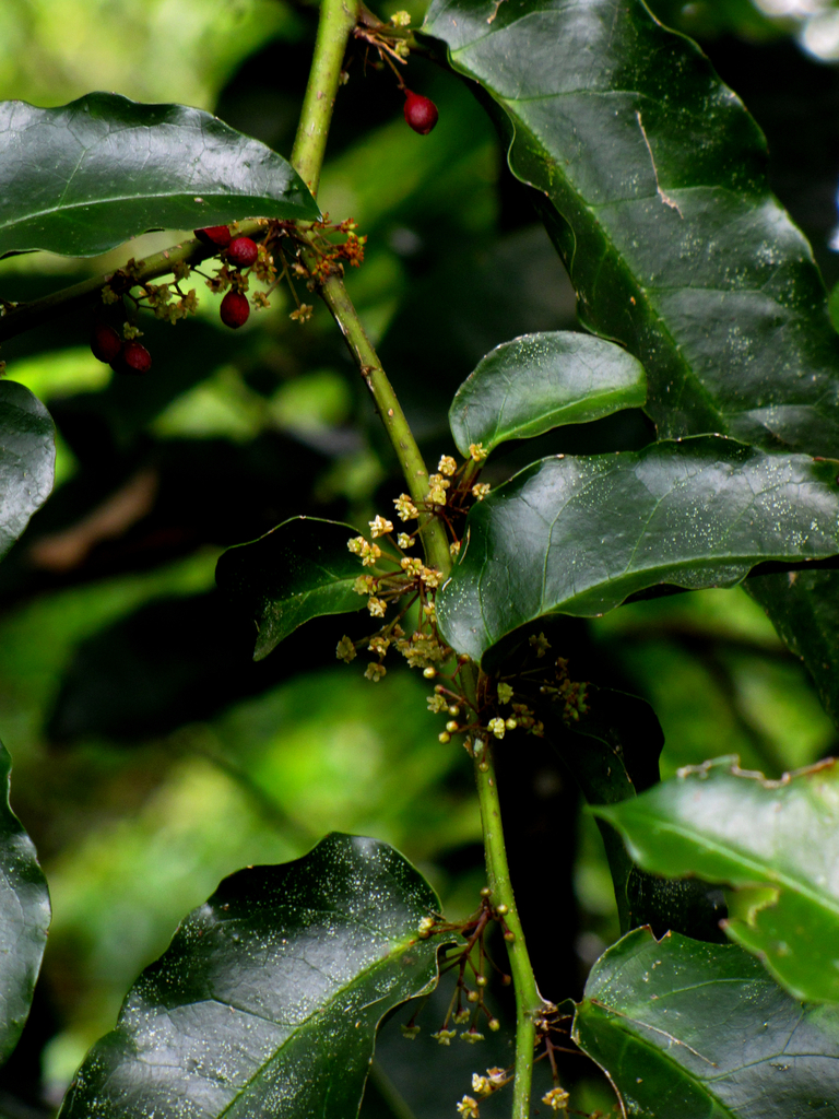 Amborellas (Amborellales) - Botanical Realm