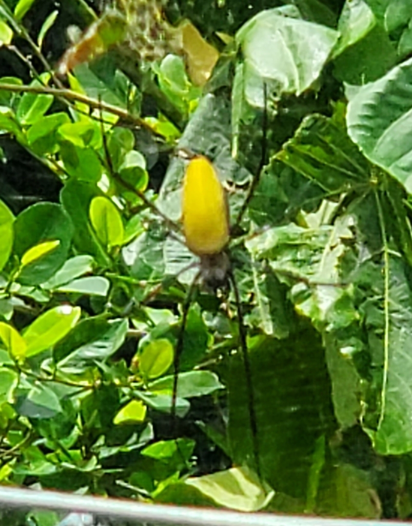 Giant Golden Orbweaver from Autonomous Region of Bougainville, Papua ...