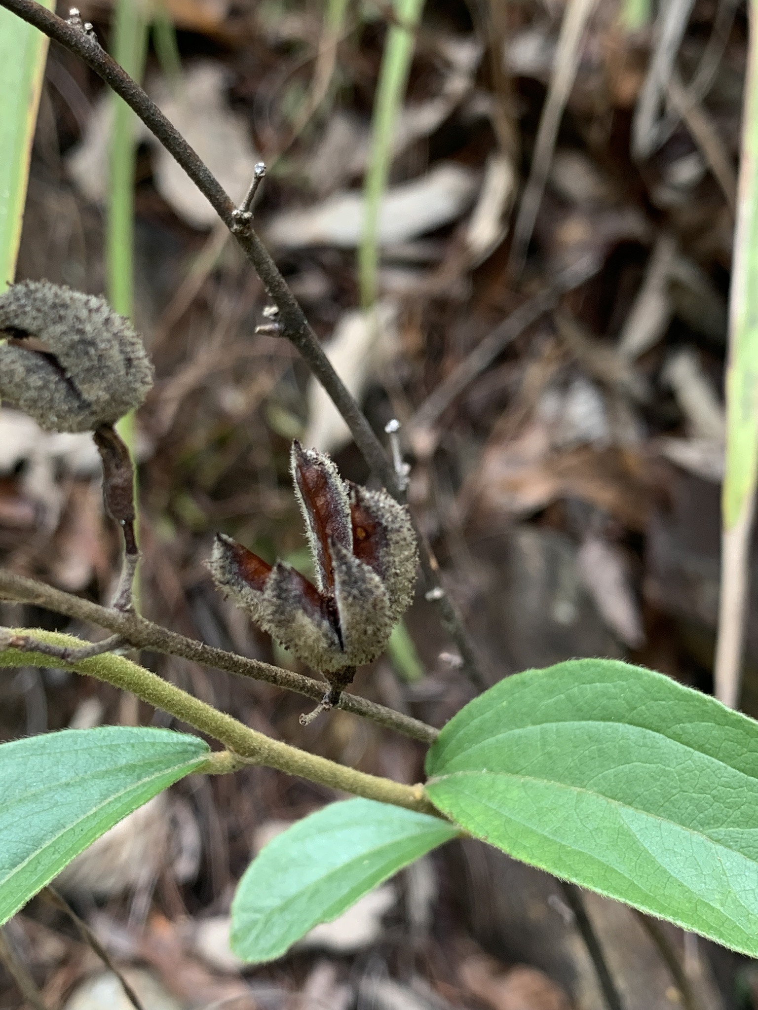 Helicteres angustifolia L.