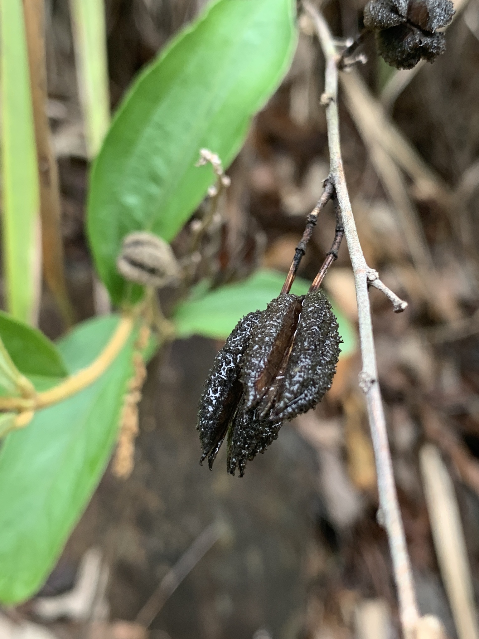 Helicteres angustifolia L.