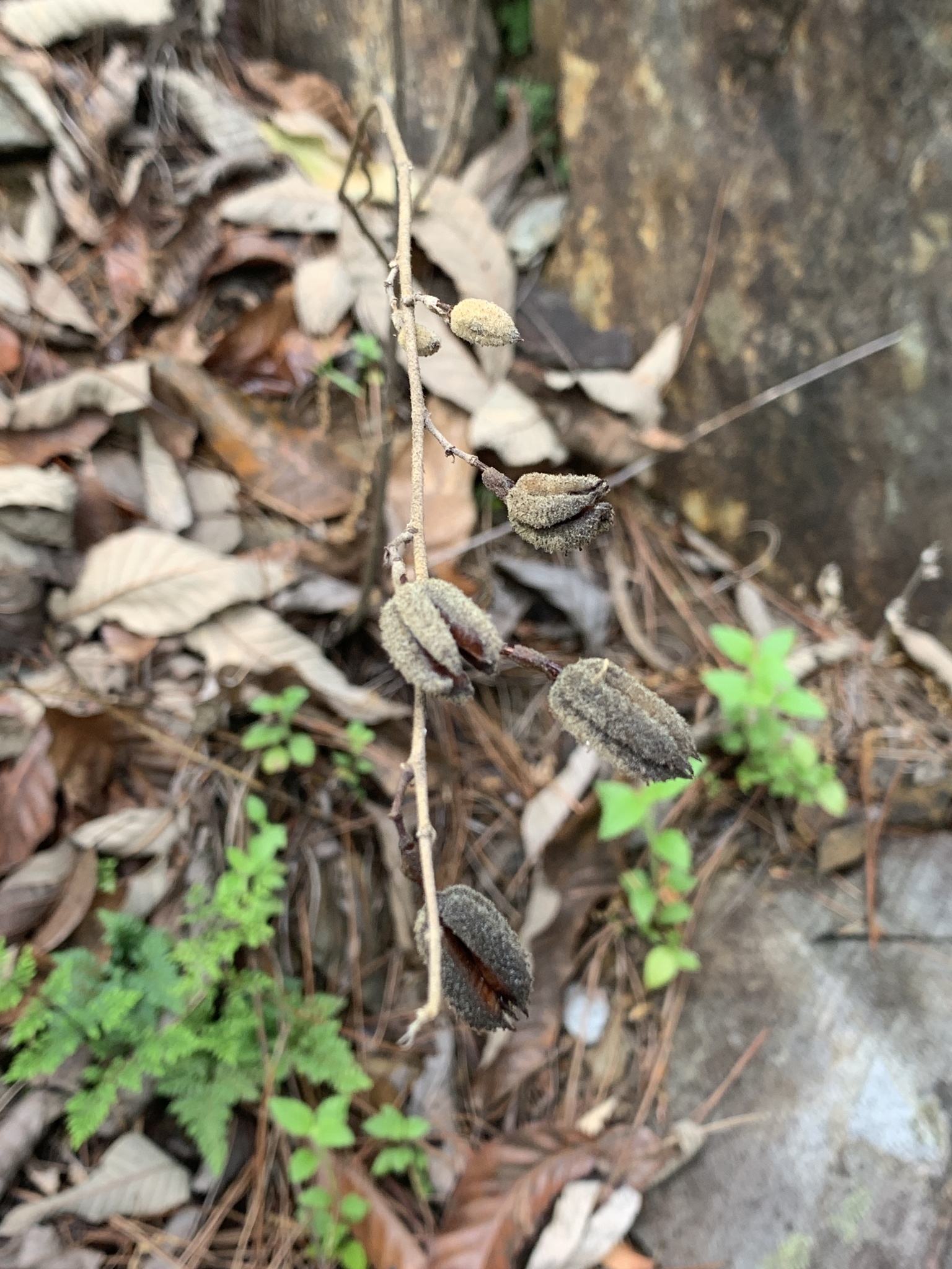 Helicteres angustifolia L.
