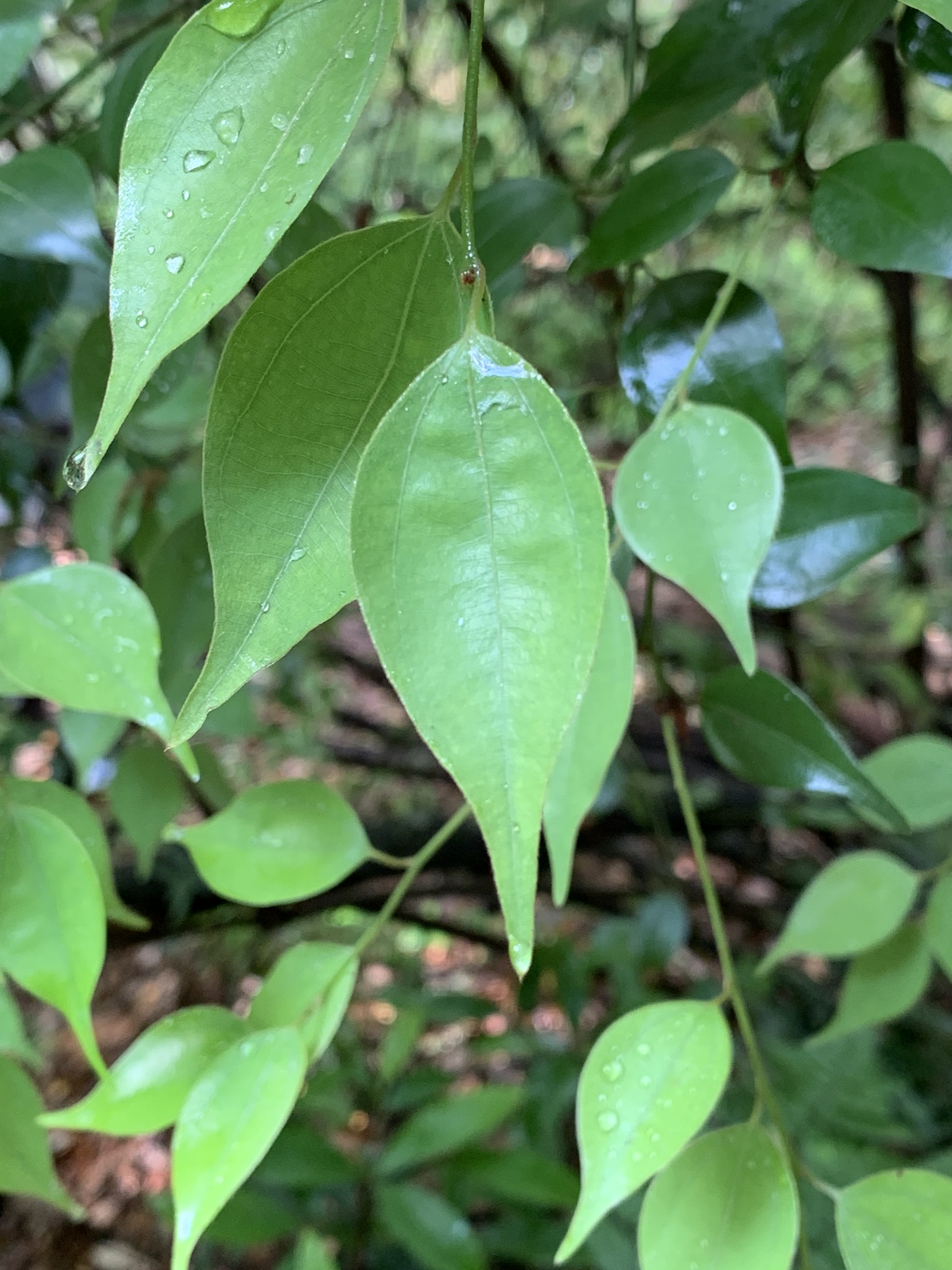 Lindera aggregata (Sims) Kosterm.