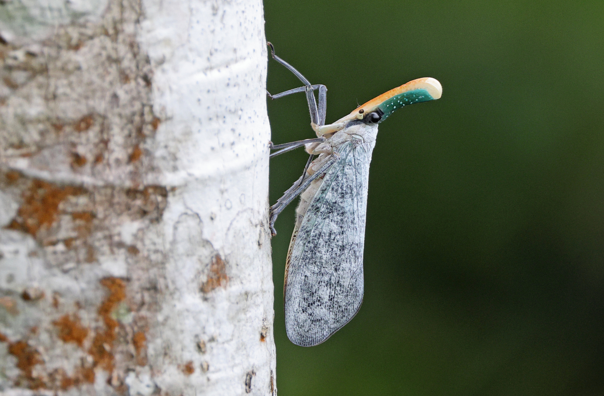 Pyrops Candelaria Life Cycle