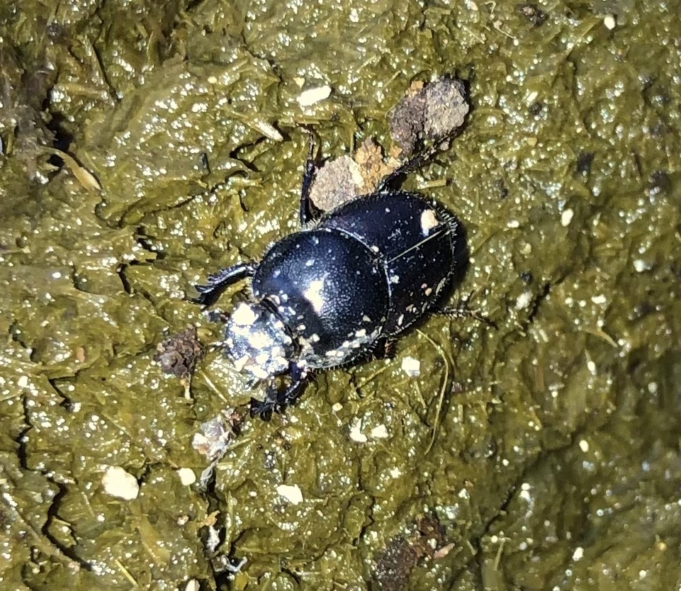 Bull-headed Dung Beetle from North Island, New Plymouth, Taranaki, NZ ...