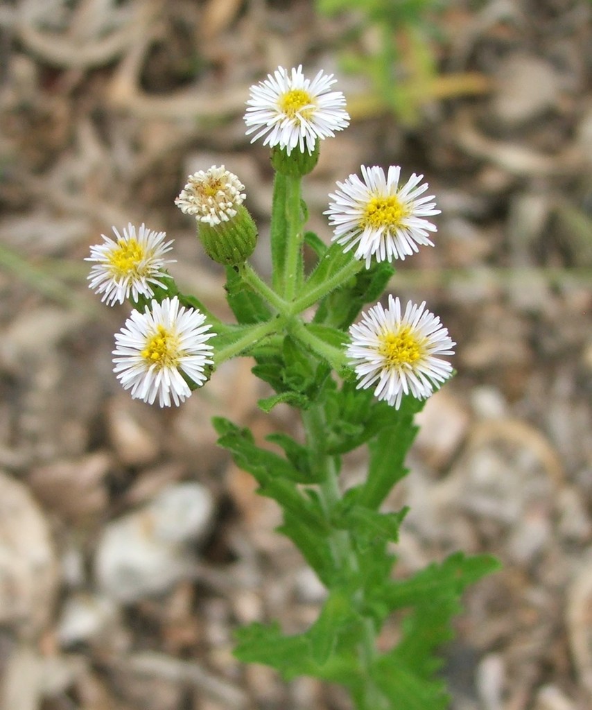 white burr daisy (Logan Wildflowers List) · iNaturalist