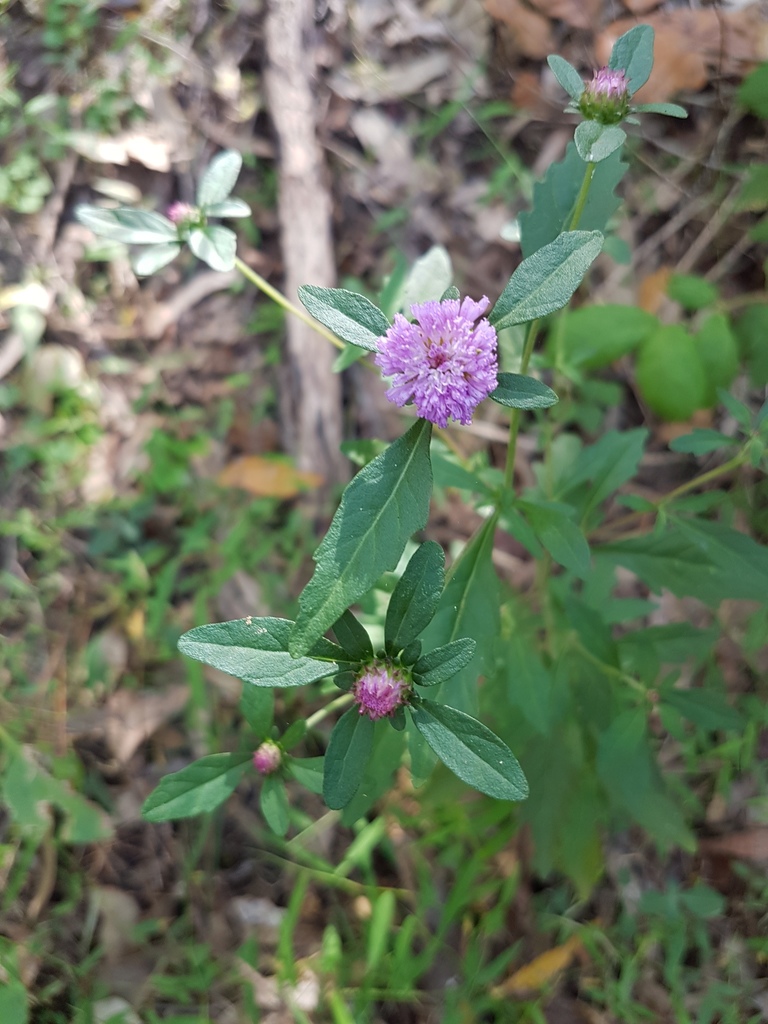 pink daisy bush (Logan Wildflowers List) · iNaturalist