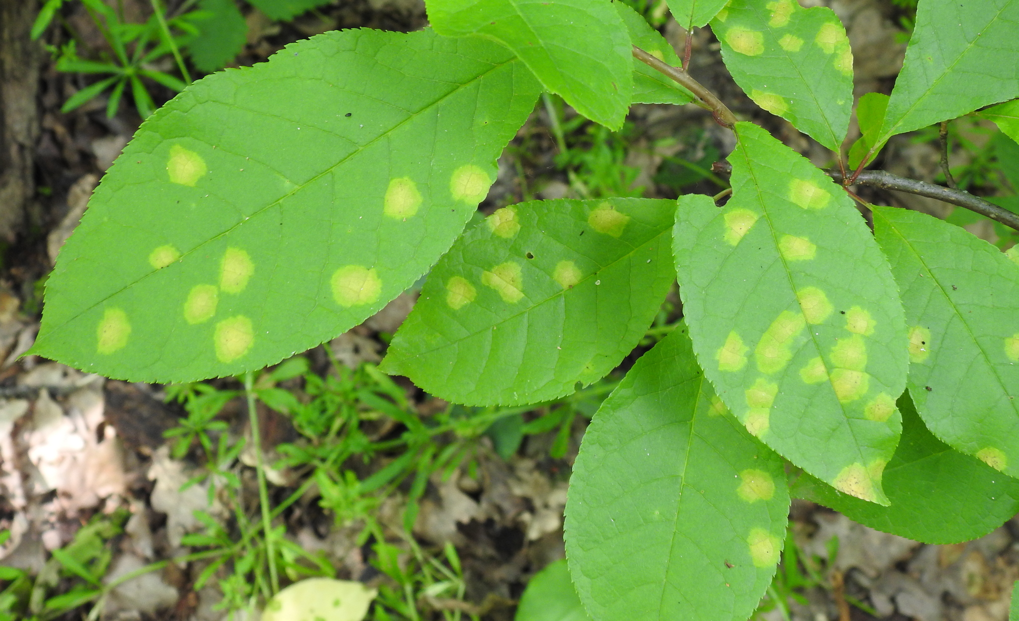 Polystigma fulvum