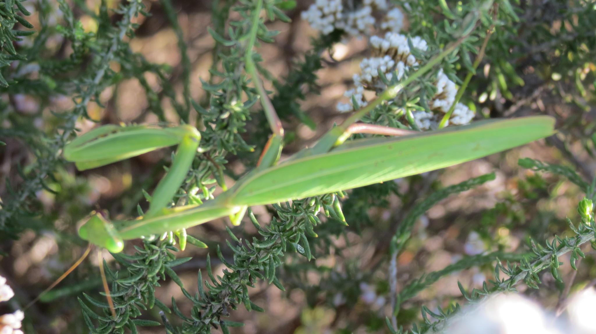 Paramantis sacra Thunberg, 1815