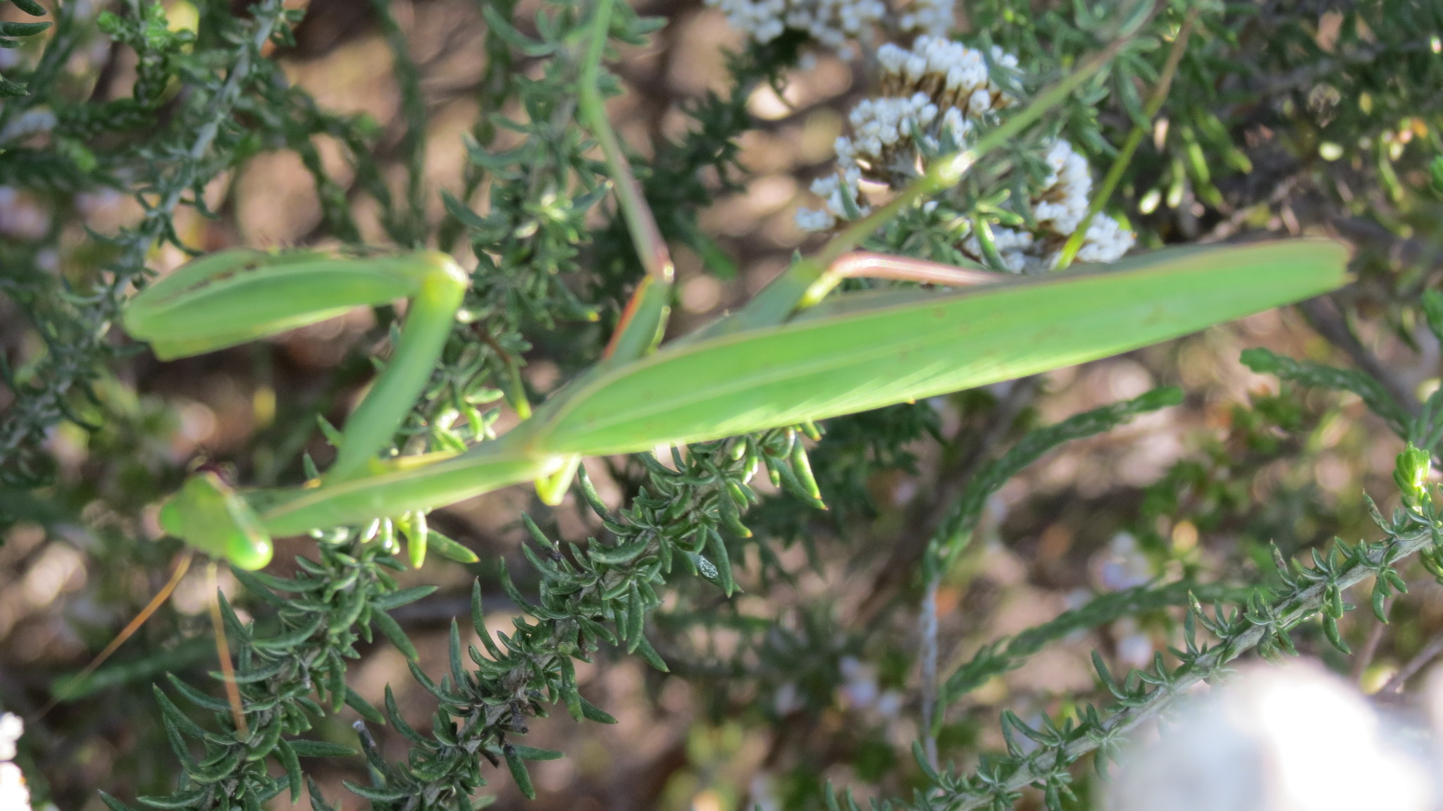 Paramantis sacra Thunberg, 1815