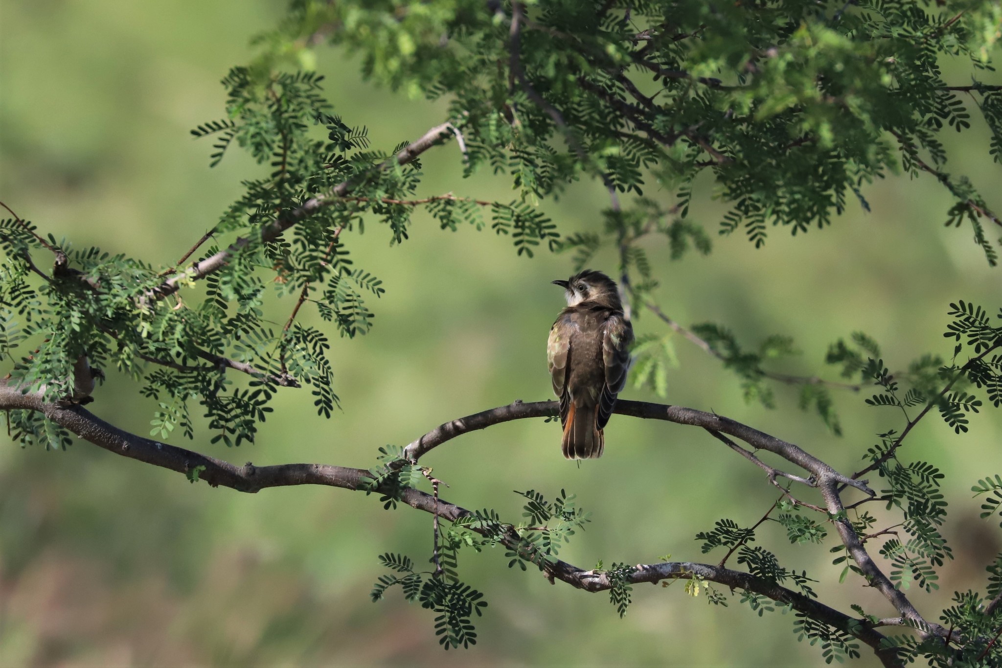 Chrysococcyx basalis (Horsfield, 1821)