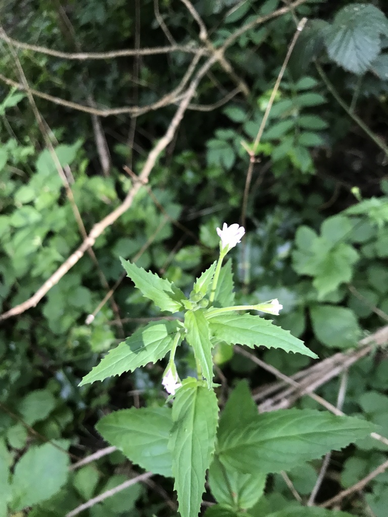 Broad-leaved Willowherb from Prestwich Forest Park, Manchester, England ...
