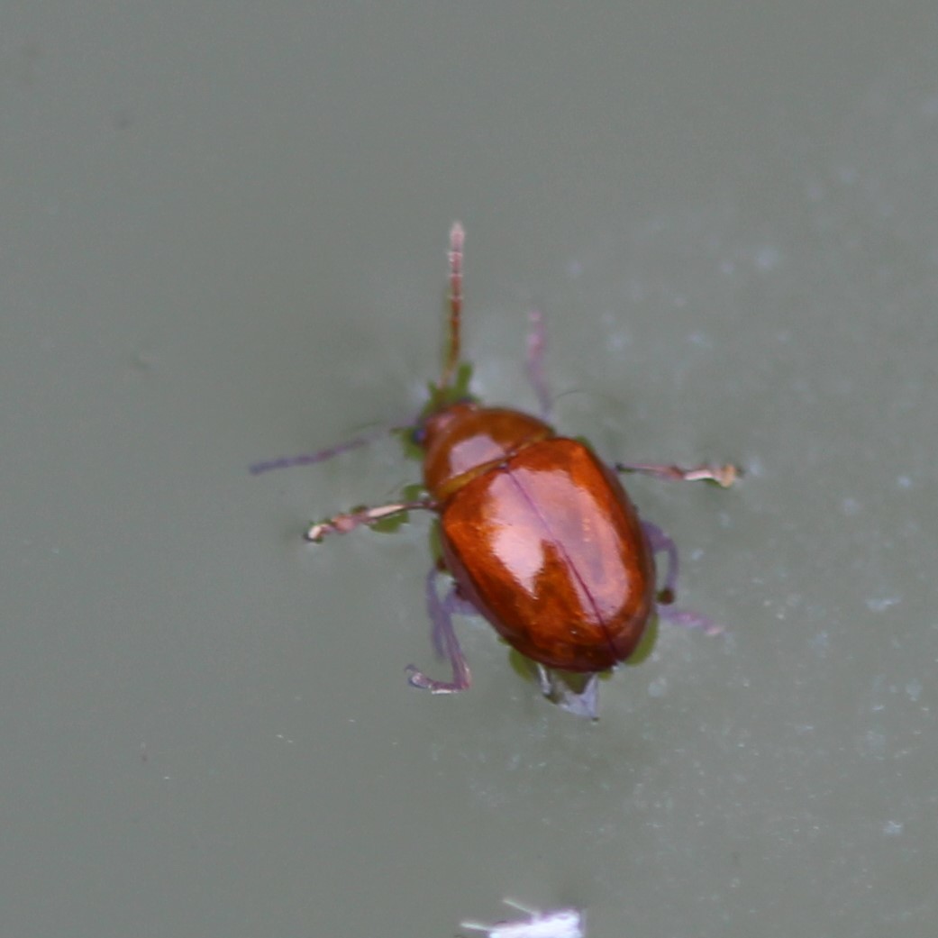 Sphaeroderma testaceum (Fabricius, 1775)