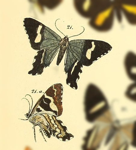 Erateina goniuris · iNaturalist