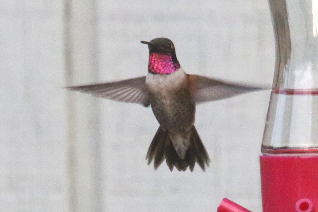 Black-chinned × Rufous Hummingbird (Hummingbirds of the US) · iNaturalist