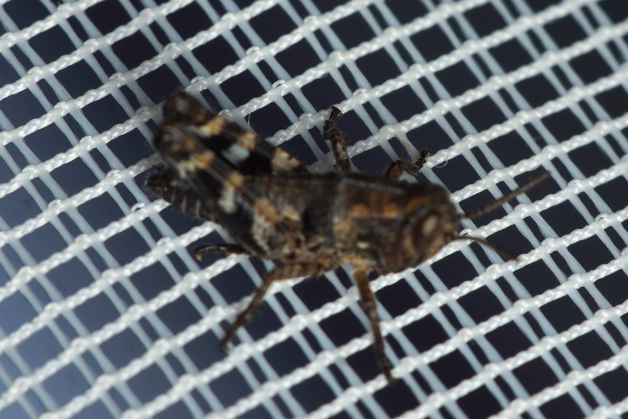 Calliptamus italicus (Linnaeus, 1758)