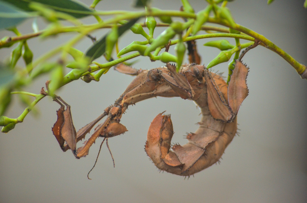 Spiny Leaf insect from Taronga zoo on April 28, 2015 by Giverny. Giant ...