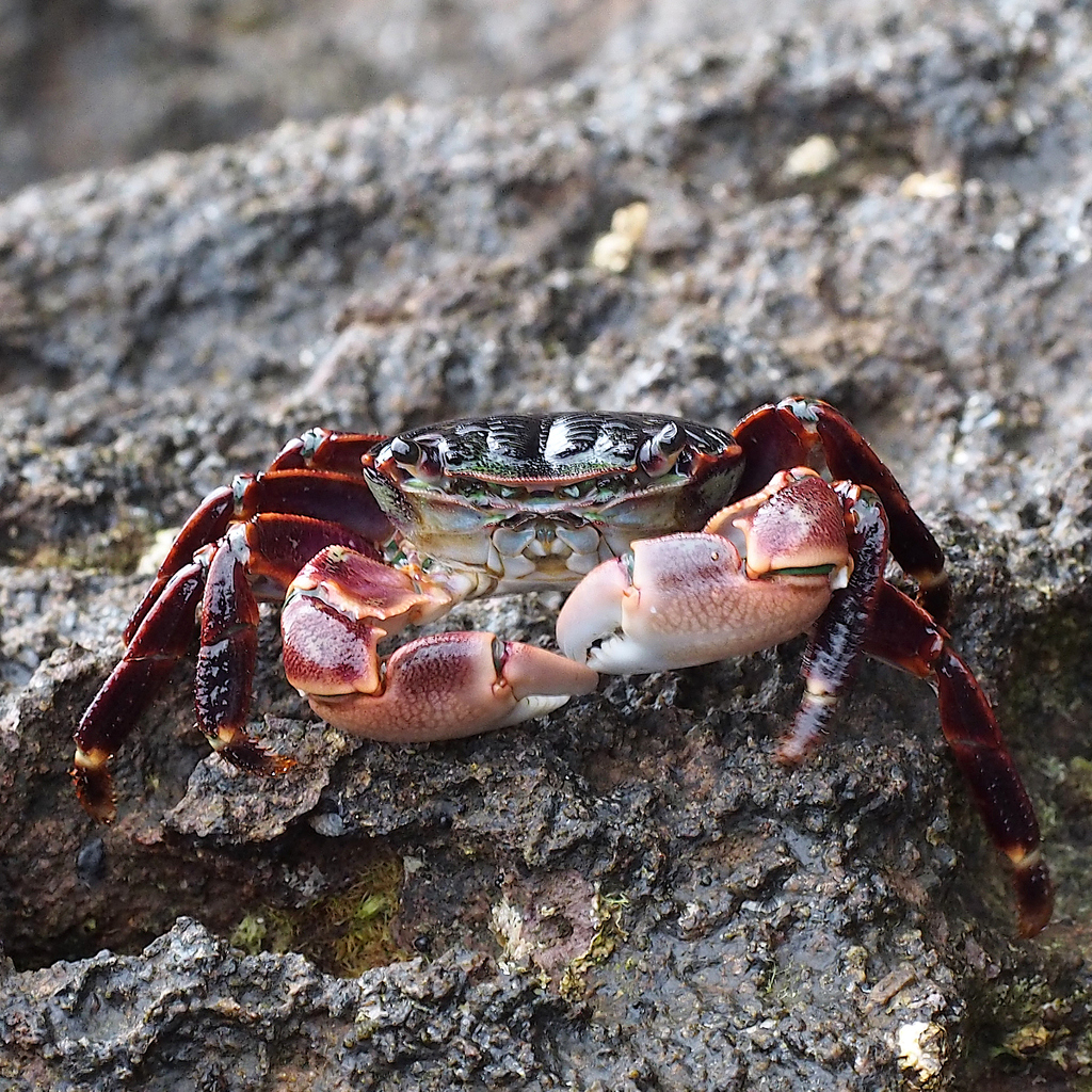 Striped Shore Crab from Manatsuru, Manazuru, Ashigarashimo District ...
