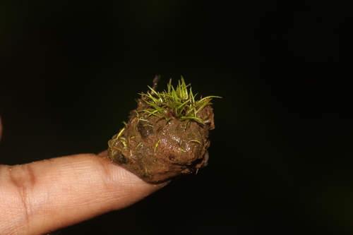 Trithuria konkanensis · iNaturalist