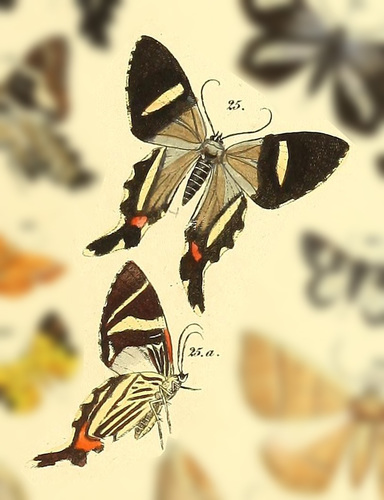 Erateina paeonata · iNaturalist